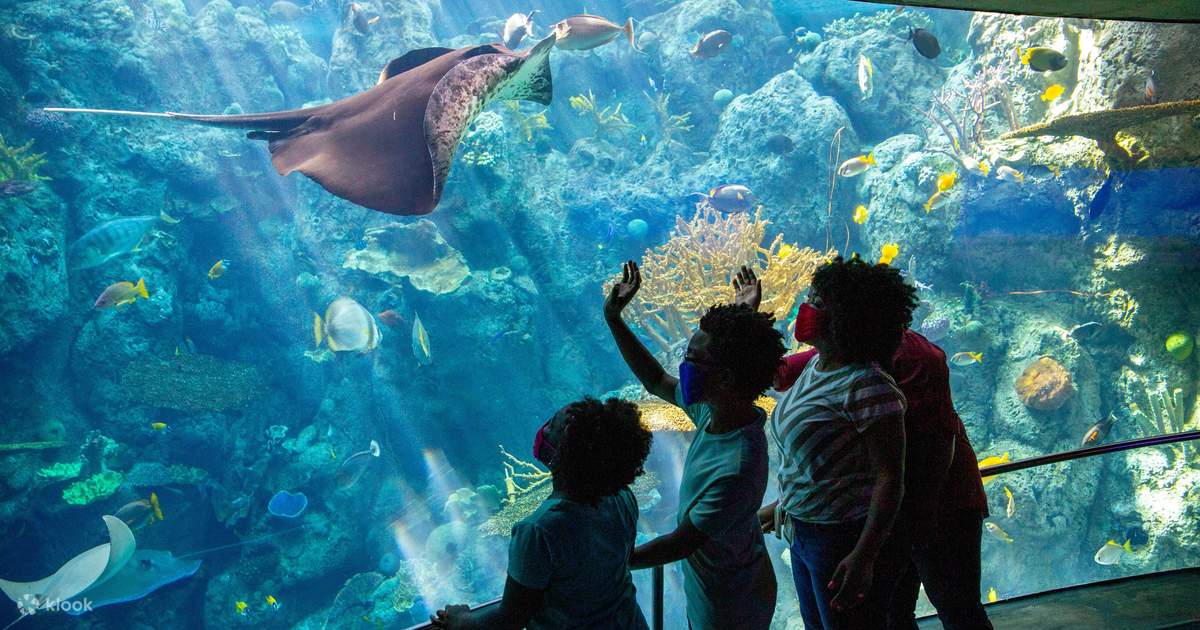 Aquarium Of The Pacific Tickets Klook New Zealand